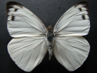 BOB's Butterflies - Scientific Name Search