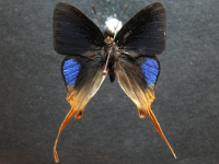 BOB's Butterflies - Scientific Name Search