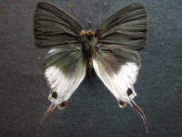BOB's Butterflies - Scientific Name Search