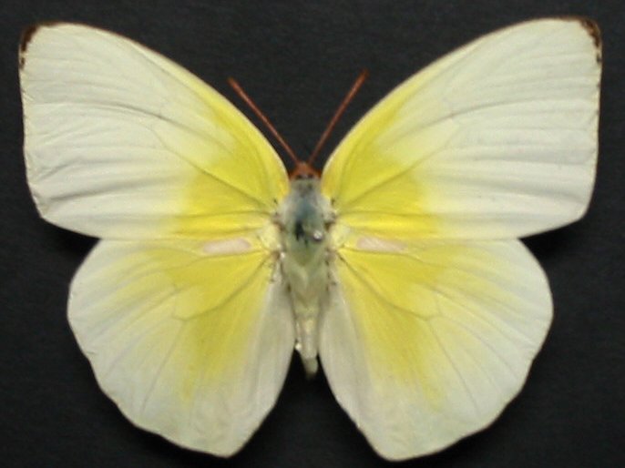 Life Cycle of Lemon Migrant - (Catopsilia pomona)