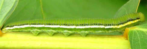 Life Cycle of Lemon Migrant - (Catopsilia pomona)