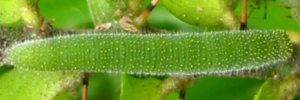 BOB's Butterflies - Scientific Name Search