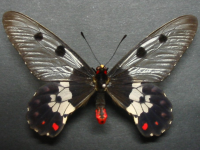 BOB's Butterflies - Scientific Name Search