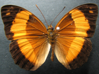 Life Cycle of Bordered Rustic - (Cupha prosope prosope)