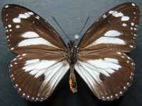 BOB's Butterflies - Scientific Name Search