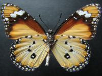 Life Cycle of Lesser Wanderer - (Danaus chrysippus petilia)