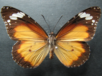 Life Cycle of Lesser Wanderer - (Danaus chrysippus petilia)