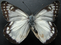 BOB's Butterflies - Scientific Name Search