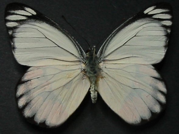 Life Cycle of Scarlet Jezebel - (Delias argenthona argenthona)