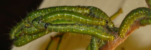 BOB's Butterflies - Larvae Colour Order