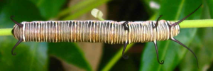 Life Cycle of Common Crow - (Euploea core corinna)