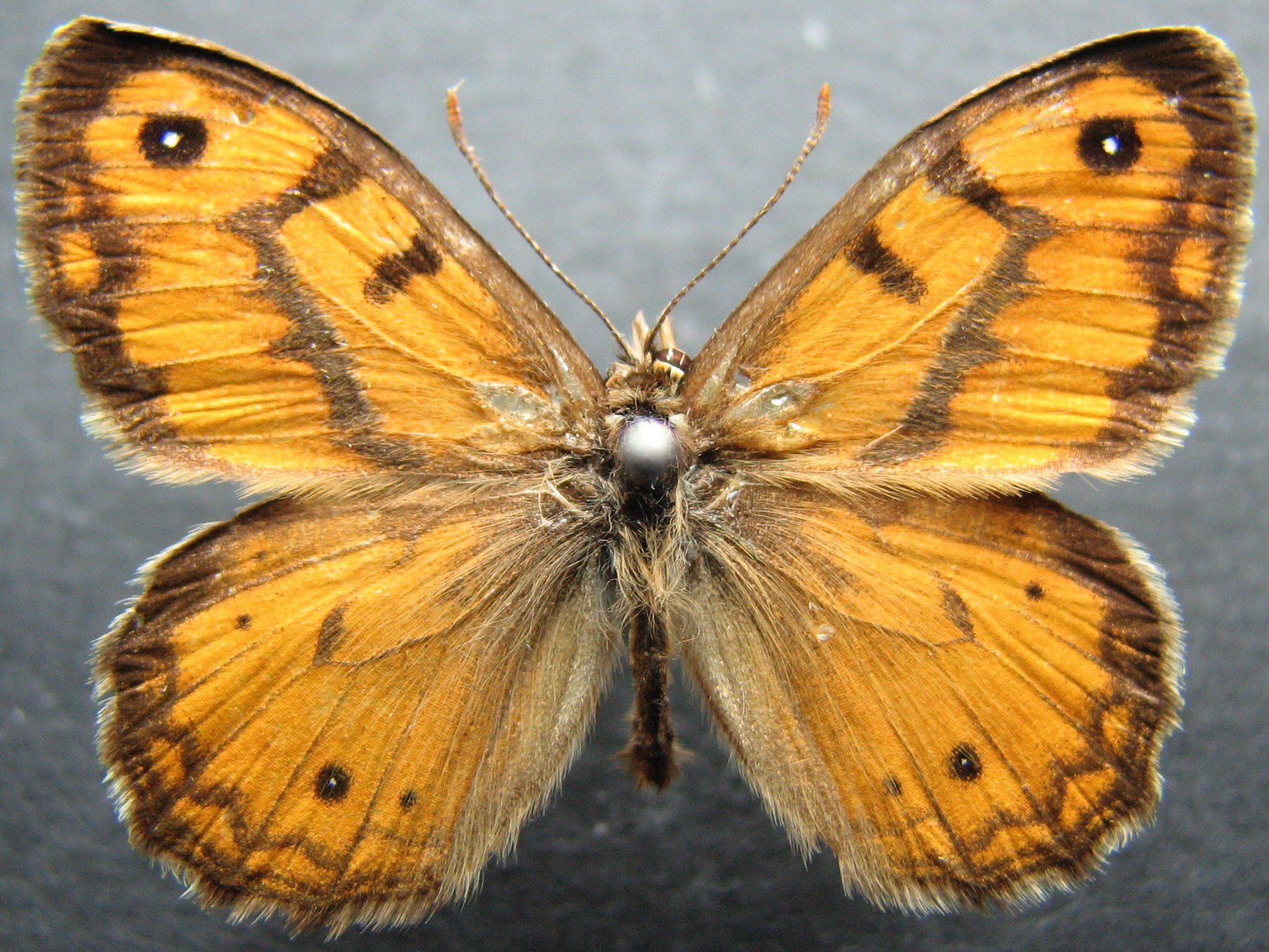 Life Cycle of Western Xenica - (Geitoneura minyas)