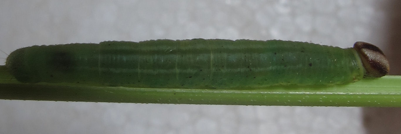 Life Cycle of Flame Sedge-skipper - (Hesperilla idothea clara)