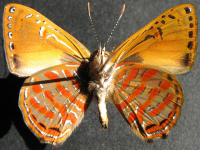 Life Cycle of Copper Jewel - (Hypochrysops apelles apelles)