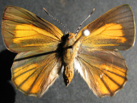 BOB's Butterflies - Common Name Search