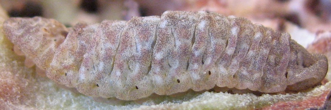 Life Cycle of Apollo Jewel - (Hypochrysops apollo apollo)