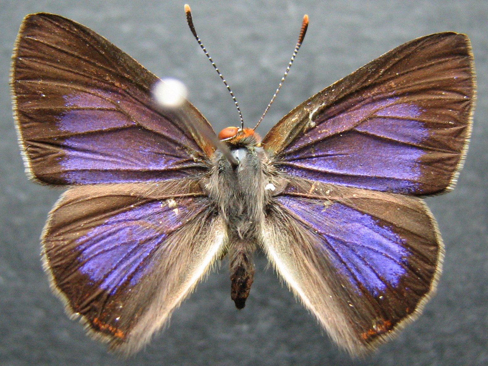 Life Cycle of Yellow Jewel - (Hypochrysops byzos)