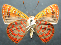 Life Cycle of Yellow Jewel - (Hypochrysops byzos)