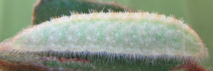 BOB's Butterflies - Larvae Colour Order