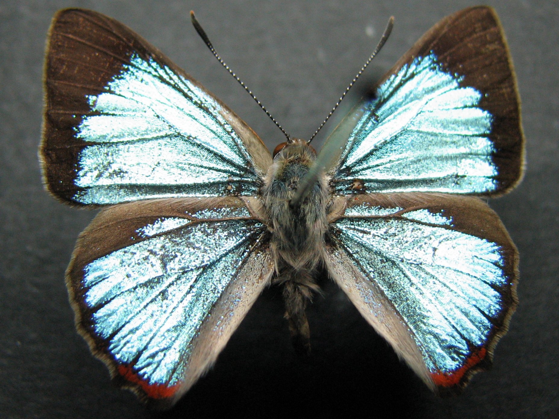 Life Cycle of Moonlight Jewel - (Hypochrysops delicia duaringae)