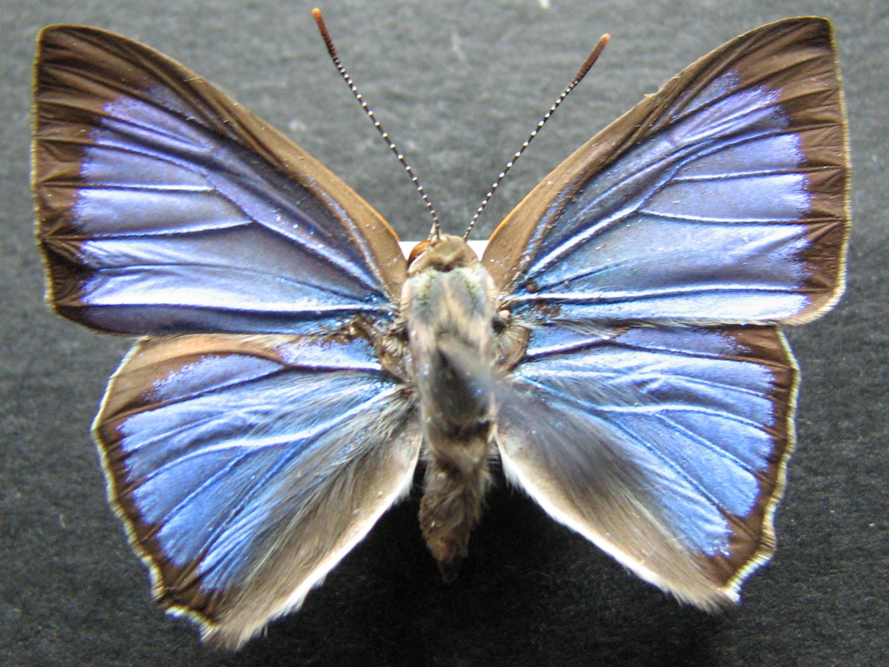 Life Cycle of Silky Jewel - (Hypochrysops digglesii)