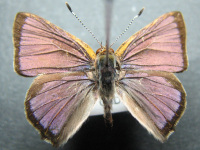 BOB's Butterflies - Food Plant Name Search