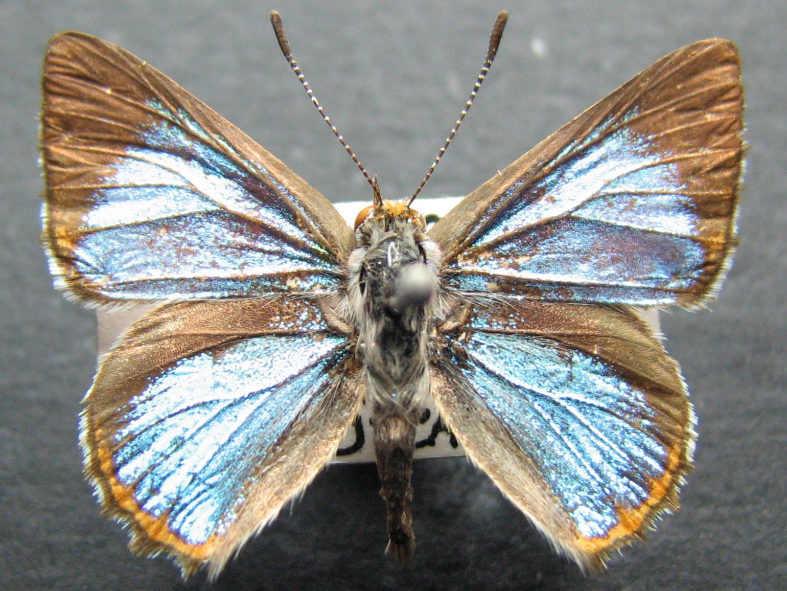 Life Cycle of Turquoise Jewel - (Hypochrysops halyaetus)