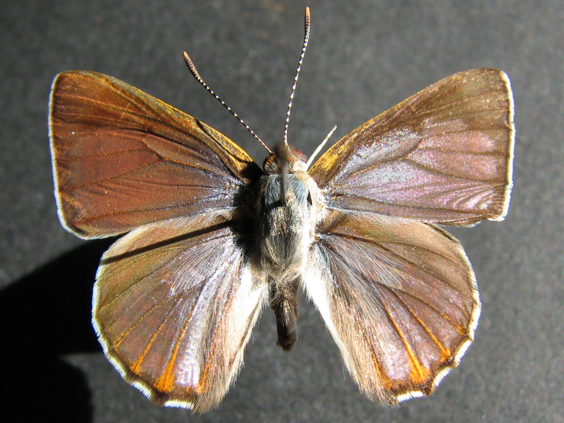 Life Cycle of Fiery Jewel - (Hypochrysops ignita chrysonotus)
