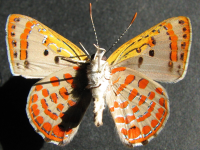 Life Cycle of Fiery Jewel - (Hypochrysops ignita chrysonotus)