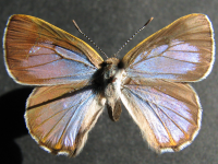 Life Cycle of Fiery Jewel - (Hypochrysops ignita chrysonotus)