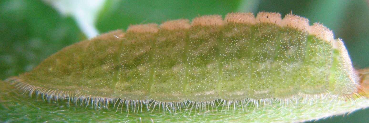 Life Cycle of Royal Jewel - (Hypochrysops polycletus rovena)