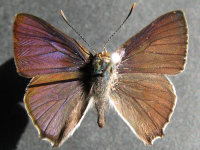 BOB's Butterflies - Food Plant Name Search