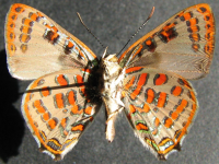 Life Cycle of Peacock Jewel - (Hypochrysops pythias euclides)