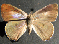 Life Cycle of Peacock Jewel - (Hypochrysops pythias euclides)