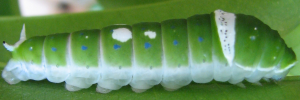 BOB's Butterflies - Larvae Colour Order