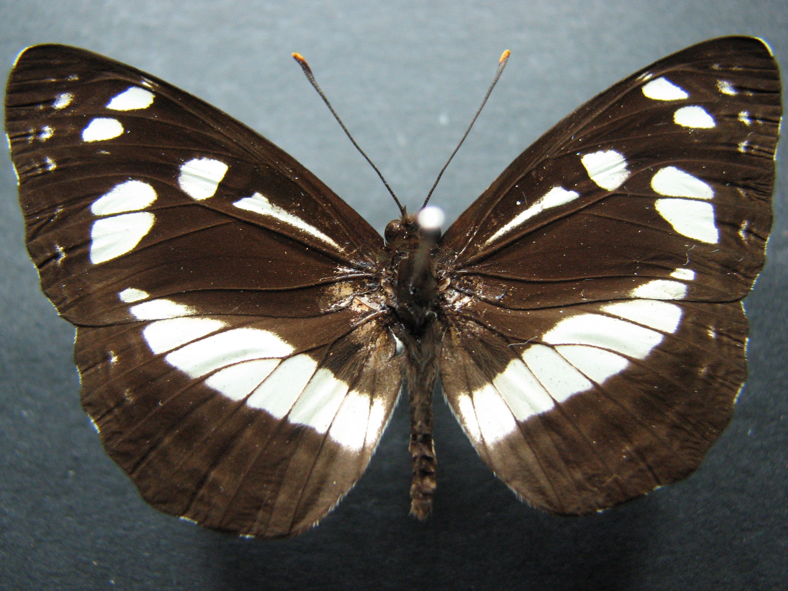Life Cycle of White-banded Plane - (Phaedyma shepherdi shepherdi)
