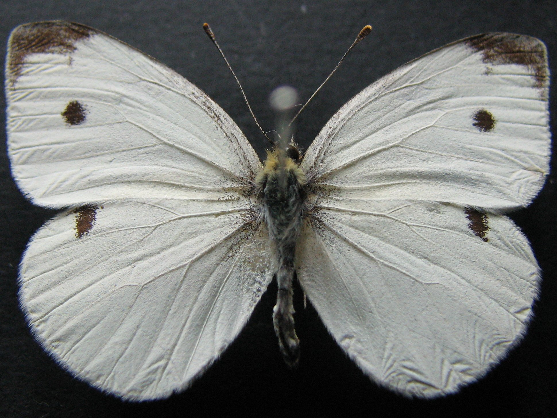 Life Cycle of Cabbage White - (Pieris rapae)