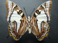 Life Cycle of Tailed Emperor - (Polyura sempronius sempronius)