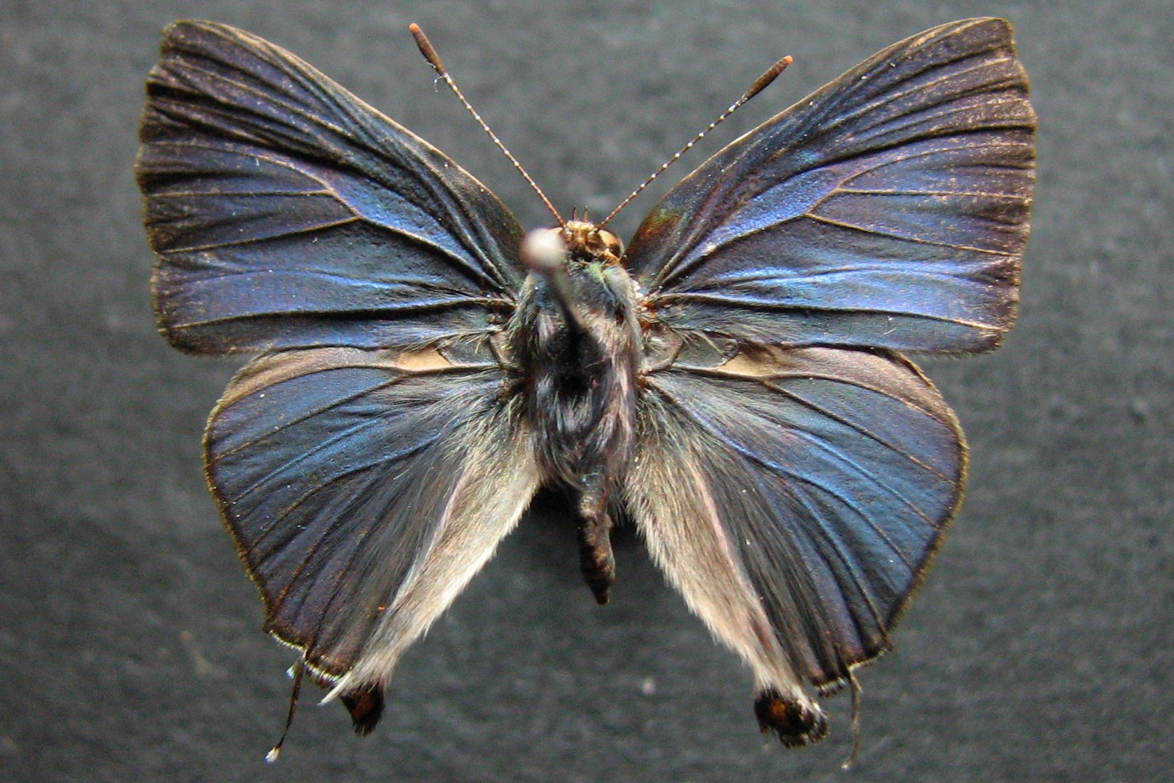 Life Cycle of Indigo Flash - (Rapala varuna simsoni)