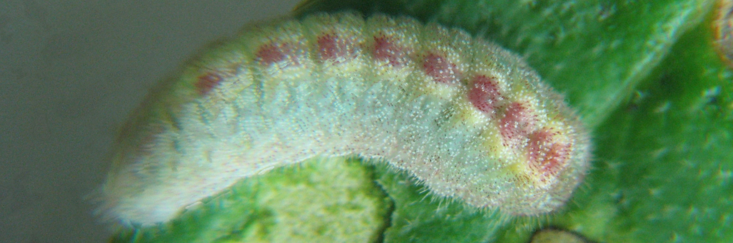 Life Cycle of Bitter-bush Blue - (Theclinesthes albocincta)