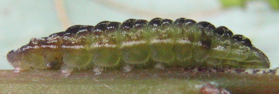 Life Cycle of Wattle Blue - (Theclinesthes miskini eucalypti)
