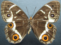 Life Cycle of Varied Sword-grass Brown - (Tisiphone abeona morrisi)