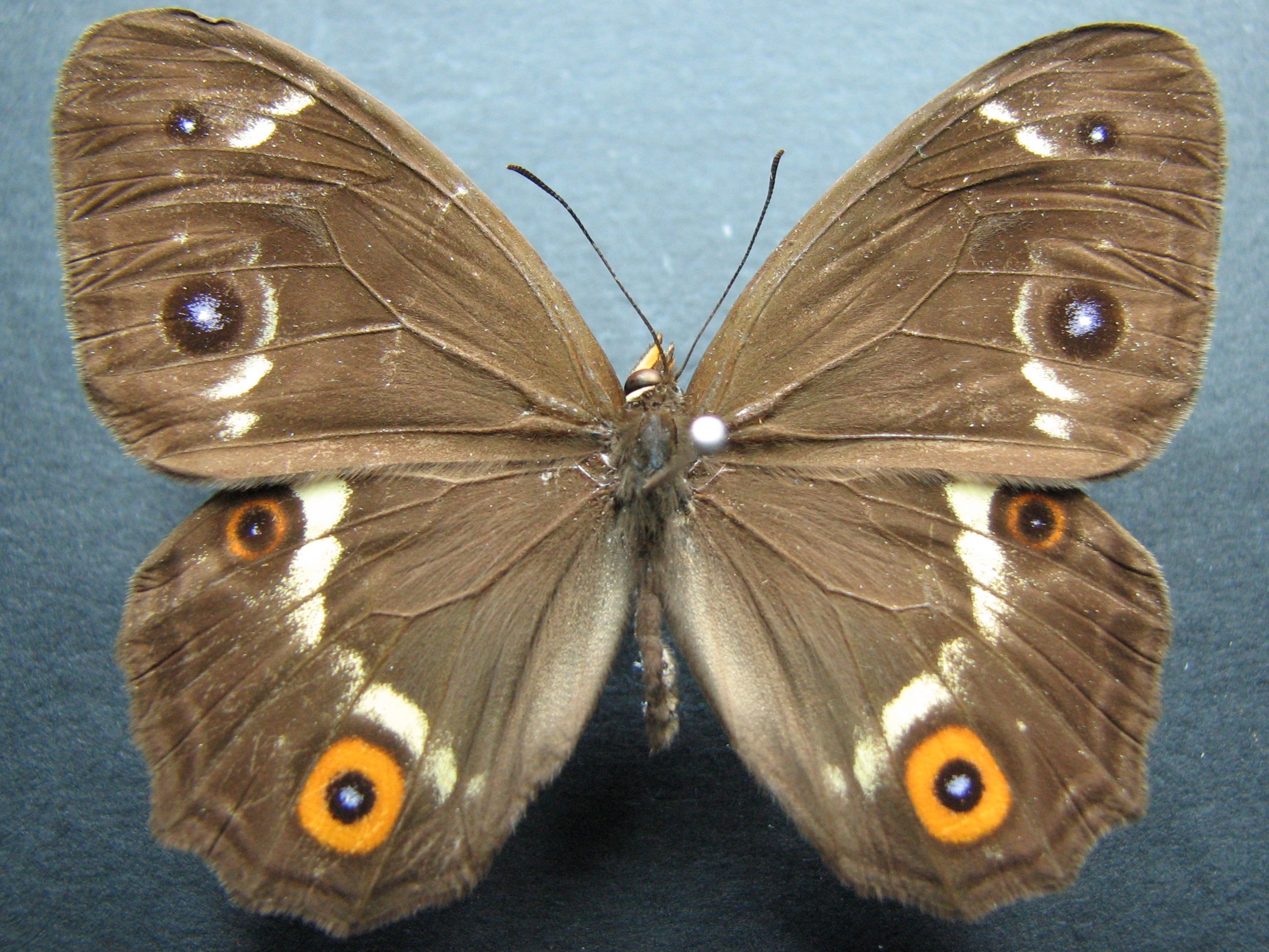 Life Cycle of Varied Sword-grass Brown - (Tisiphone abeona regalis)